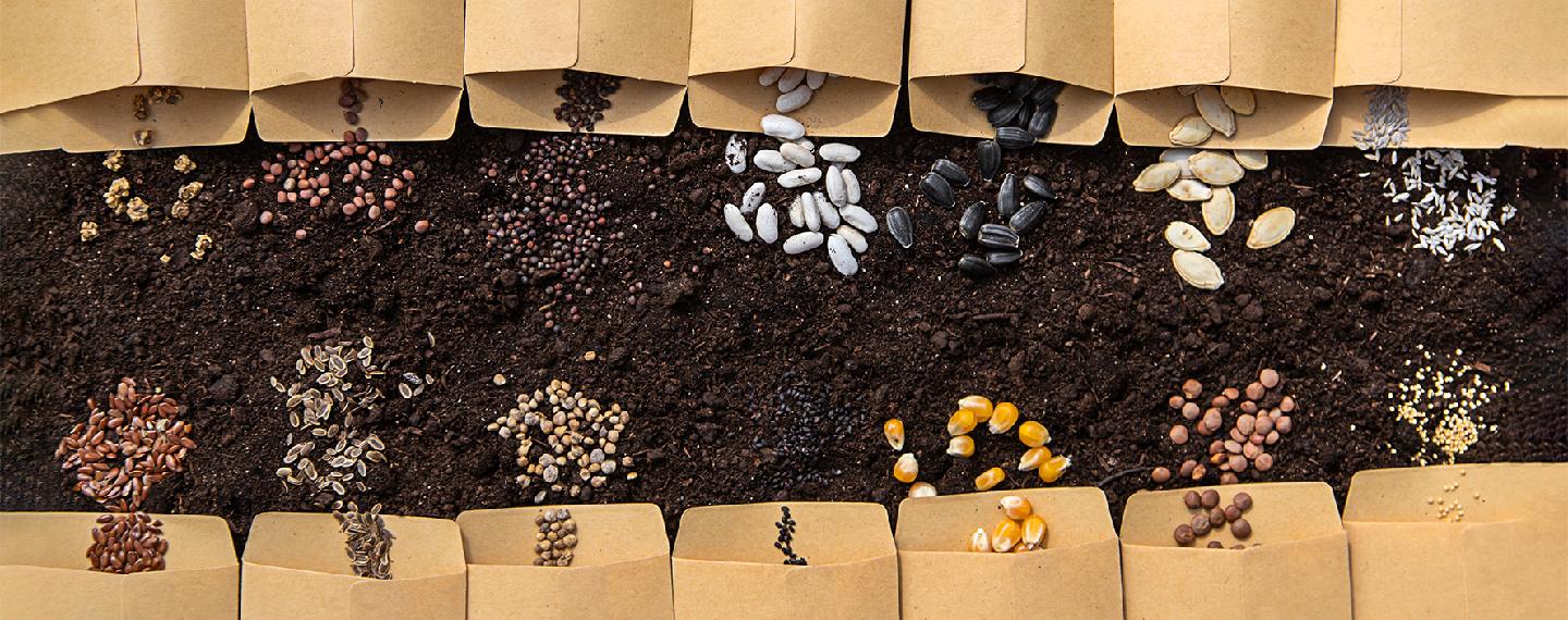 Top 10 Seeds for a Thriving Spring Garden - HAR.com